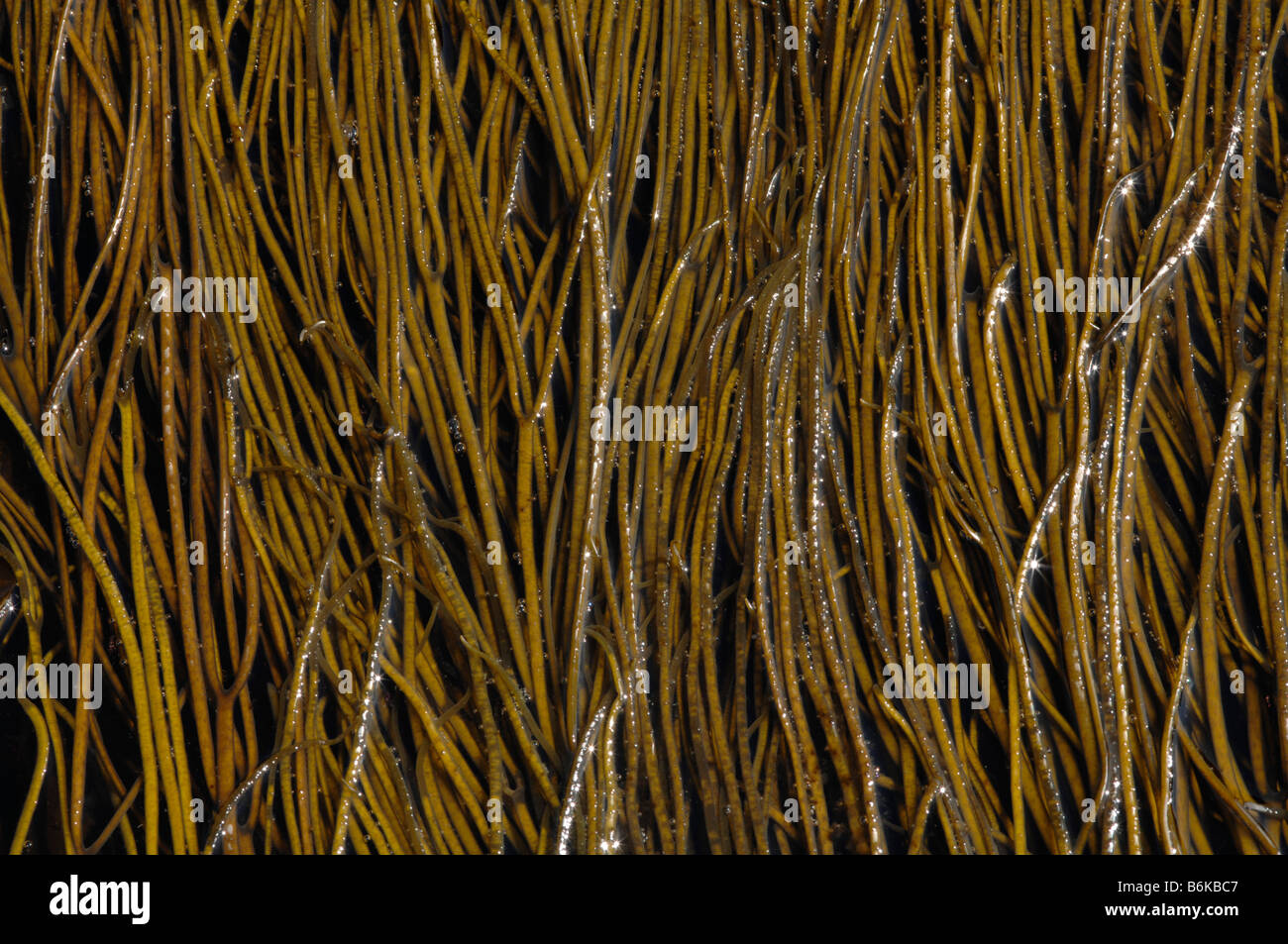 Thongweed Himanthalia elongata St Brides Haven Pembrokeshire Wales UK ...