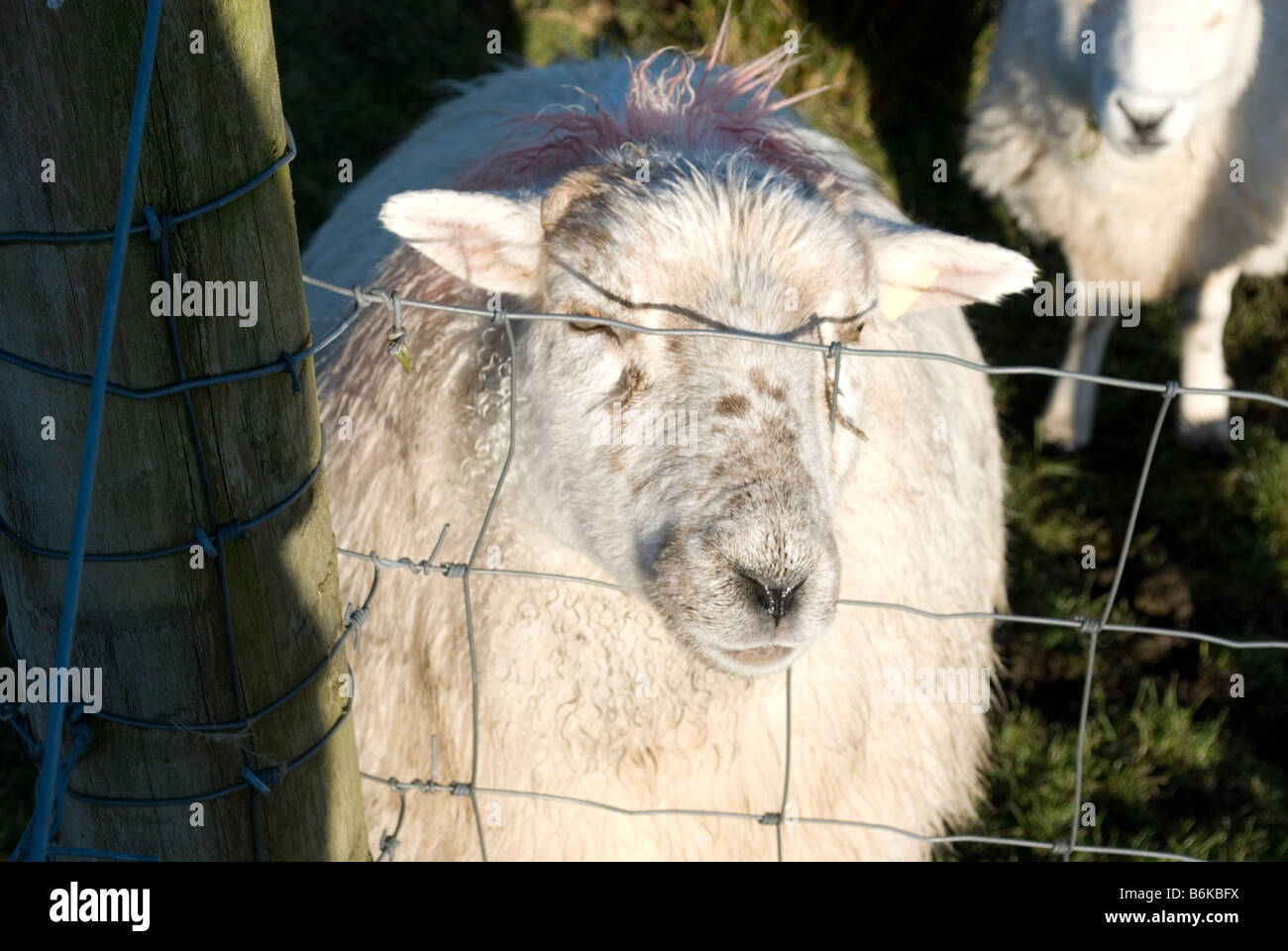A sheep peers through a wire fence in Donegal Stock Photo - Alamy