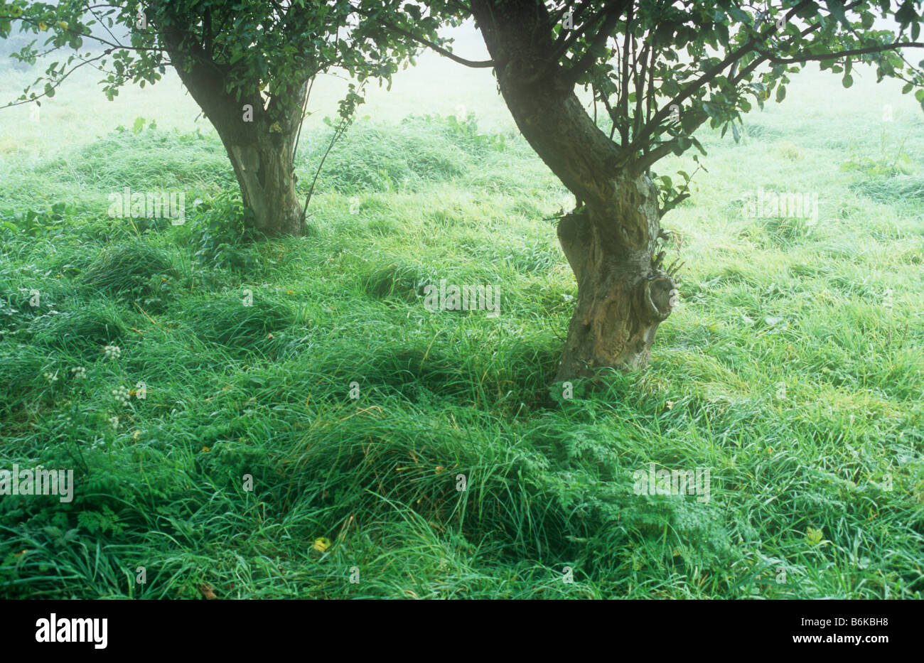 Two gnarled and lopped trunks of Apple or Malus sylvestris domestica ...