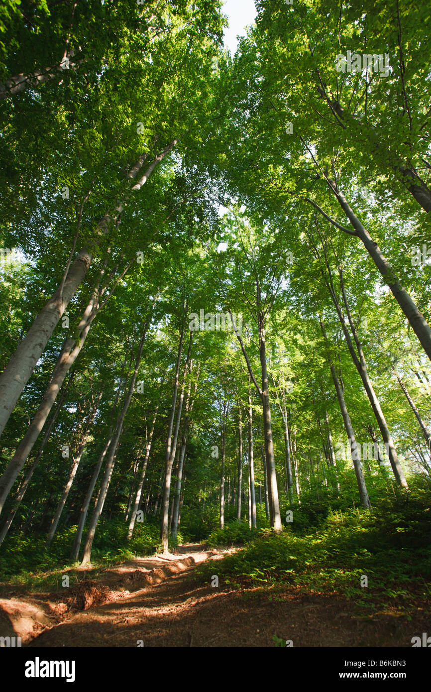 beautiful beech forest in romania mountains Stock Photo - Alamy