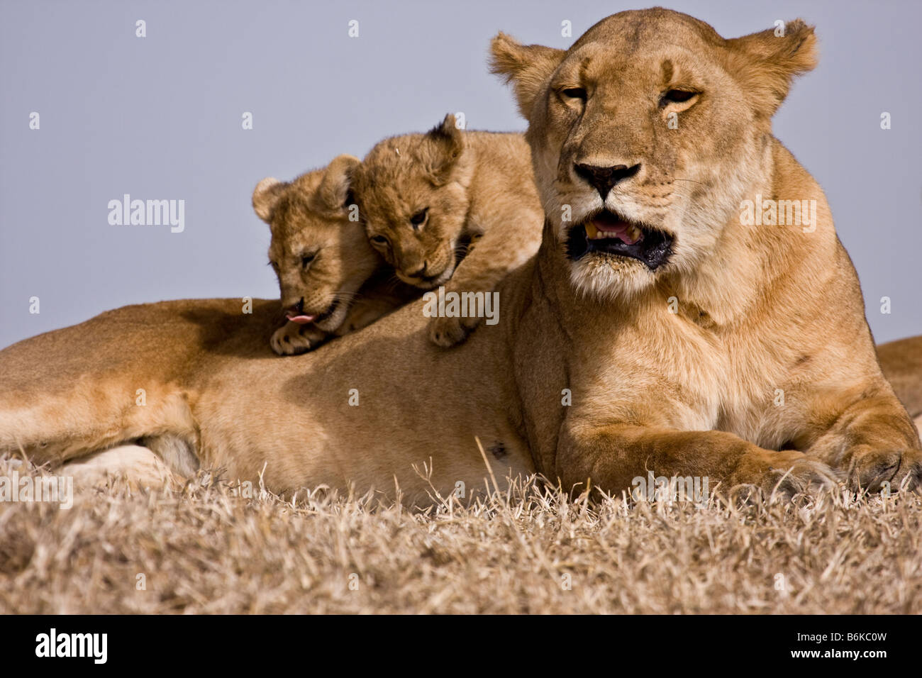 a lioness with her playful cubs resting in the afternoon Stock Photo ...