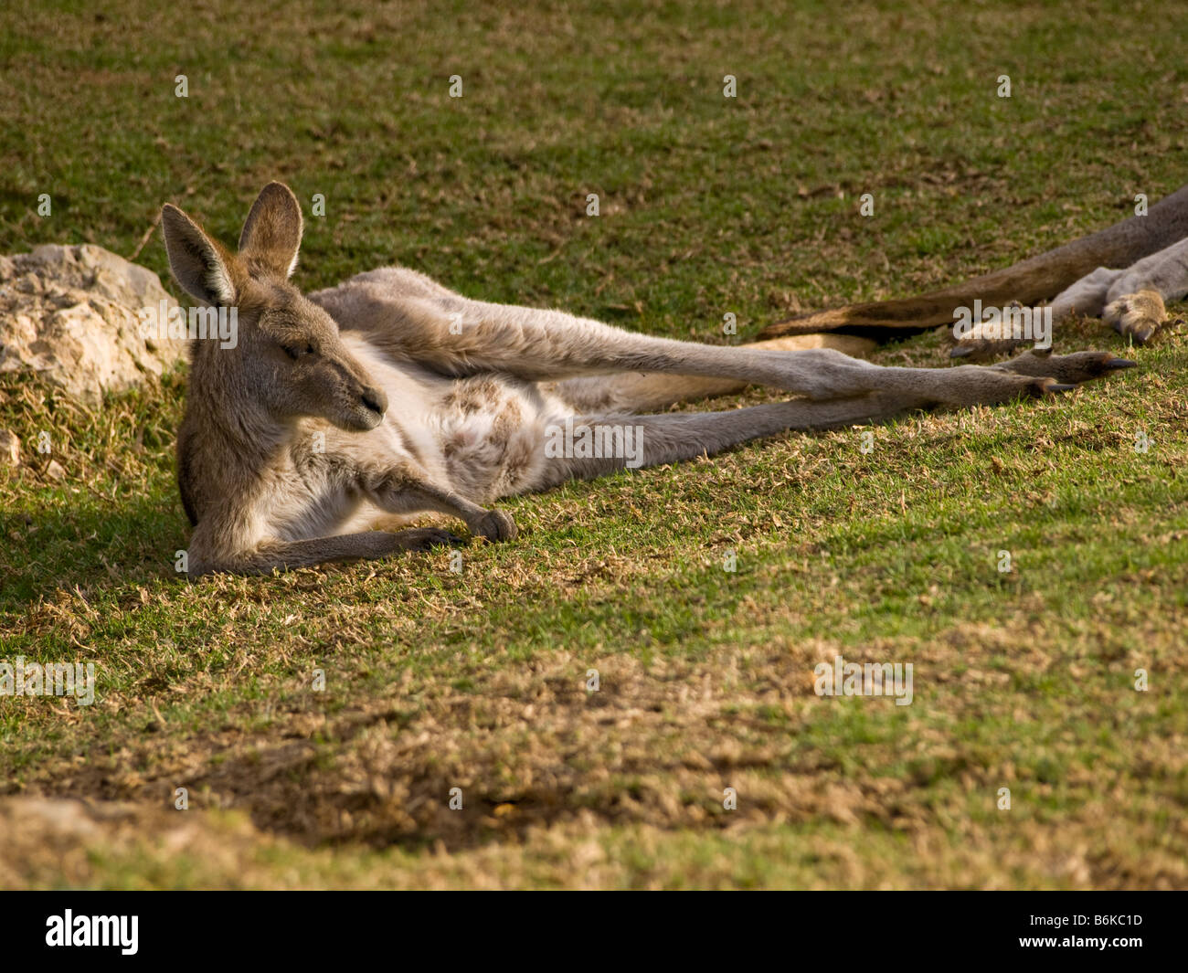 Sleeping animals hi-res stock photography and images - Alamy