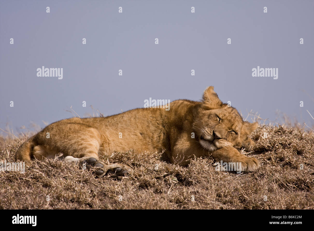 a young lion taking an afternoon nap Stock Photo - Alamy