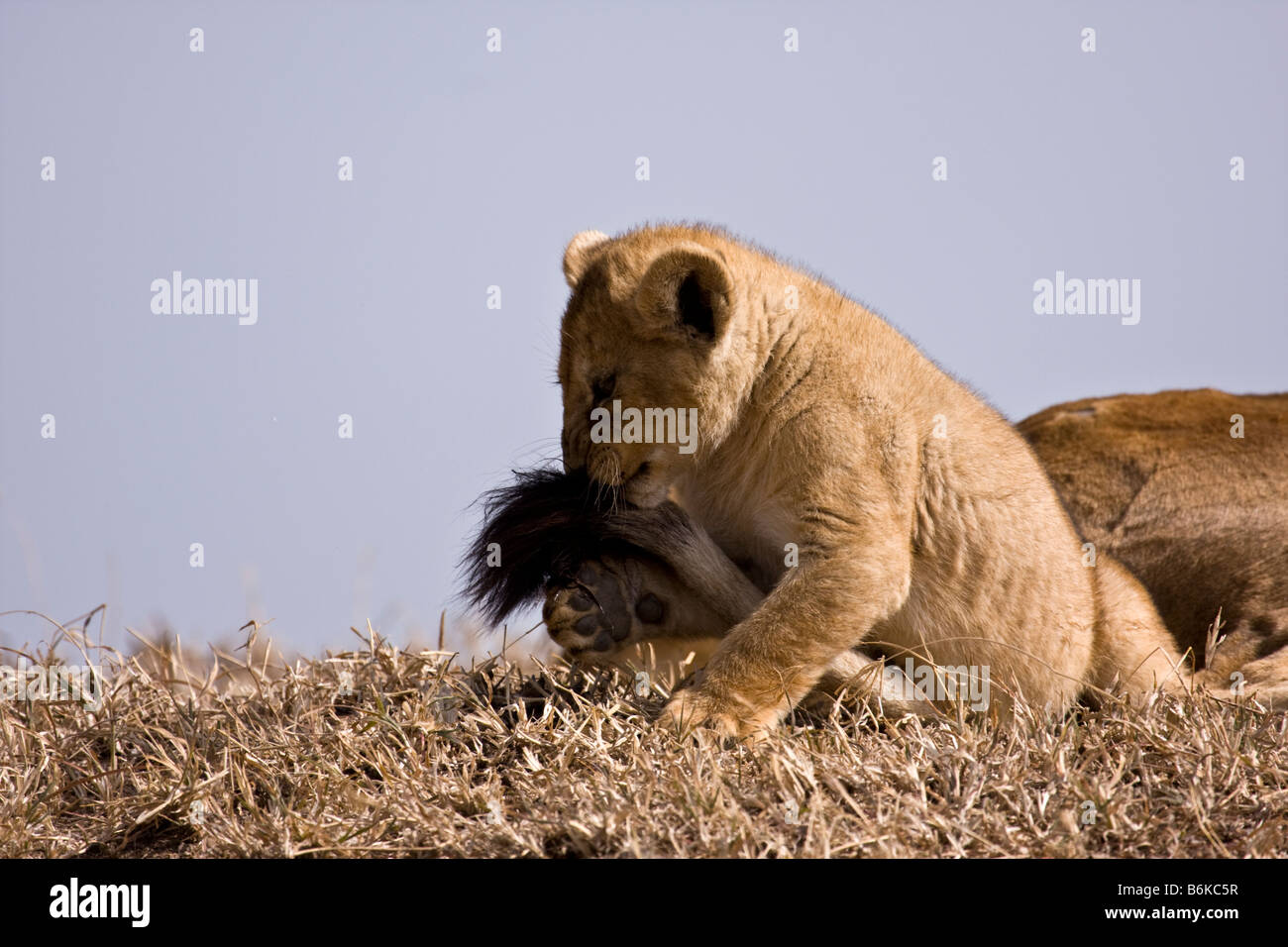 Lion tail hi-res stock photography and images - Alamy