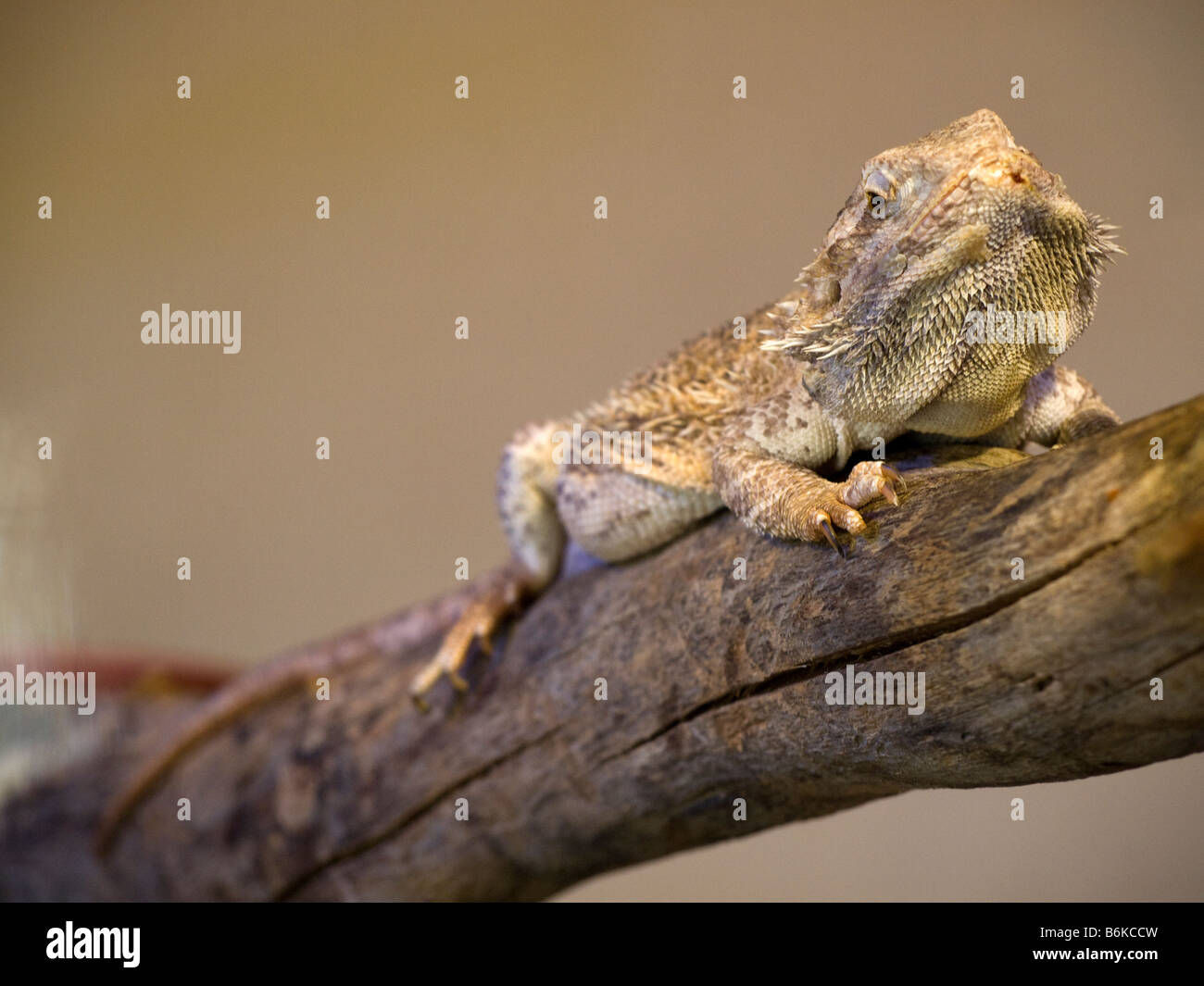 Common Bearded Dragon lizard reptile Pogona barbata in the Jerusalem ...