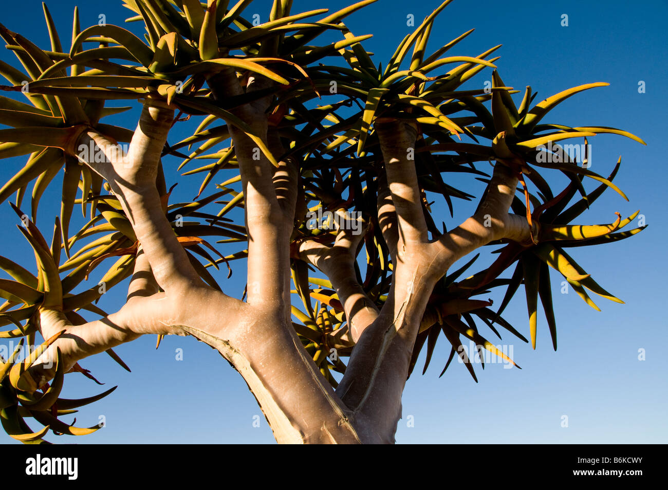Quiver Trees, Member of the species Aloe Dichotoma, Young Trees, Klein ...