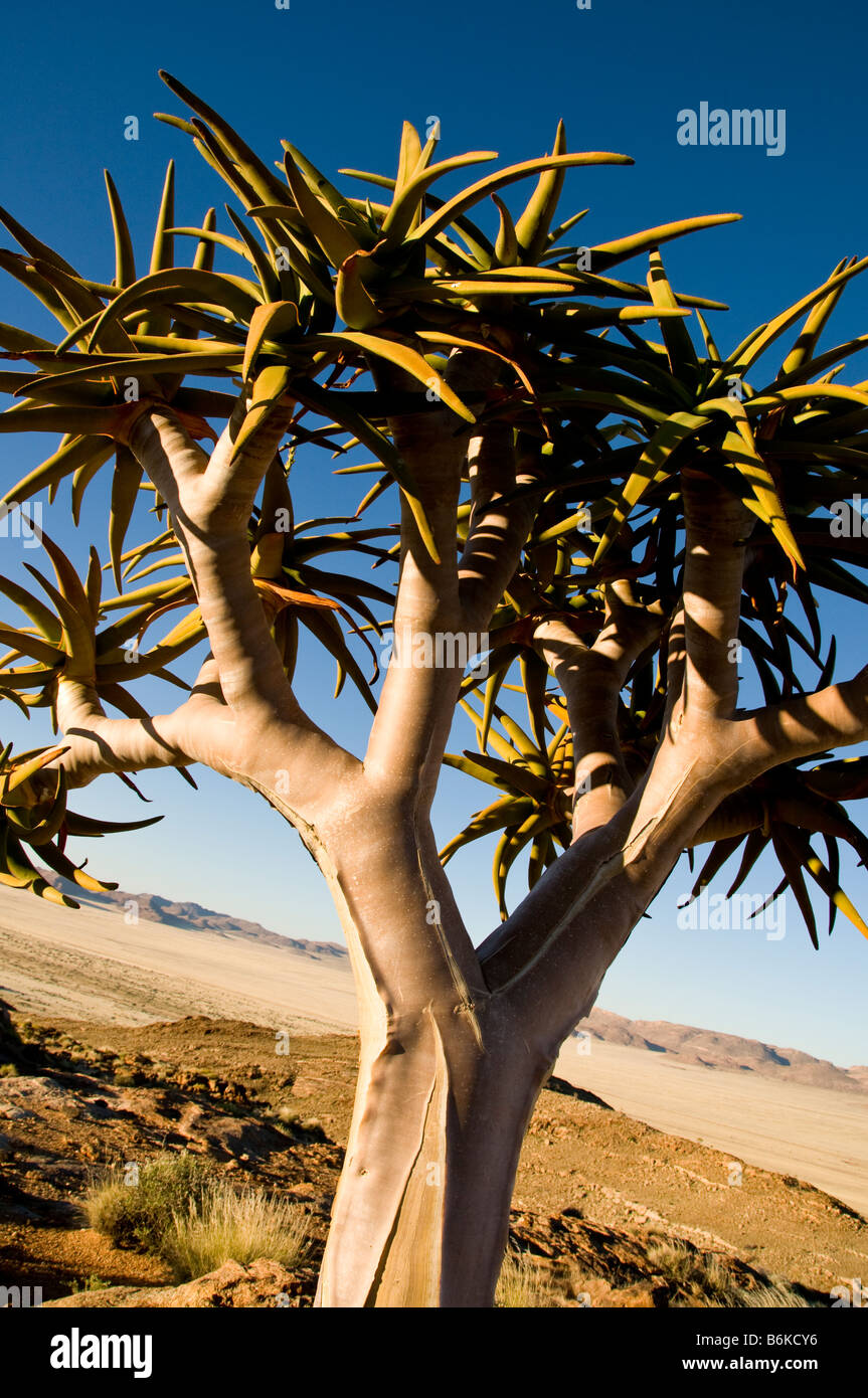 Quiver Trees, Member of the species Aloe Dichotoma, Young Trees, Klein ...