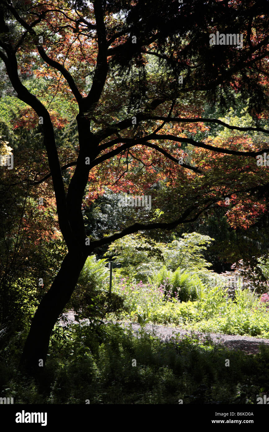 Acer tree in silhouette at Constable Burton Hall garden trail near ...