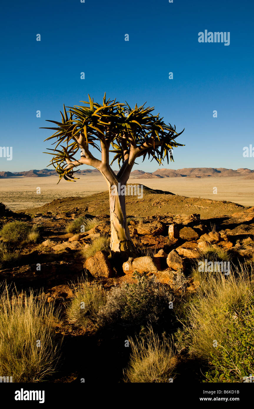 Quiver Trees, Member of the species Aloe Dichotoma, Young Trees, Klein ...