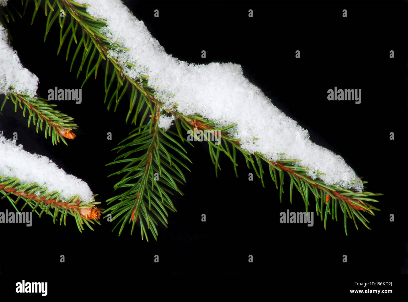 Snow dusted spruce bough Stock Photo - Alamy