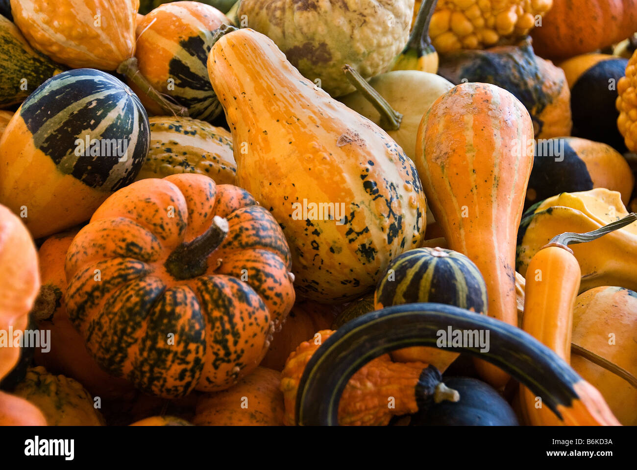 Variety of fall squash Stock Photo - Alamy
