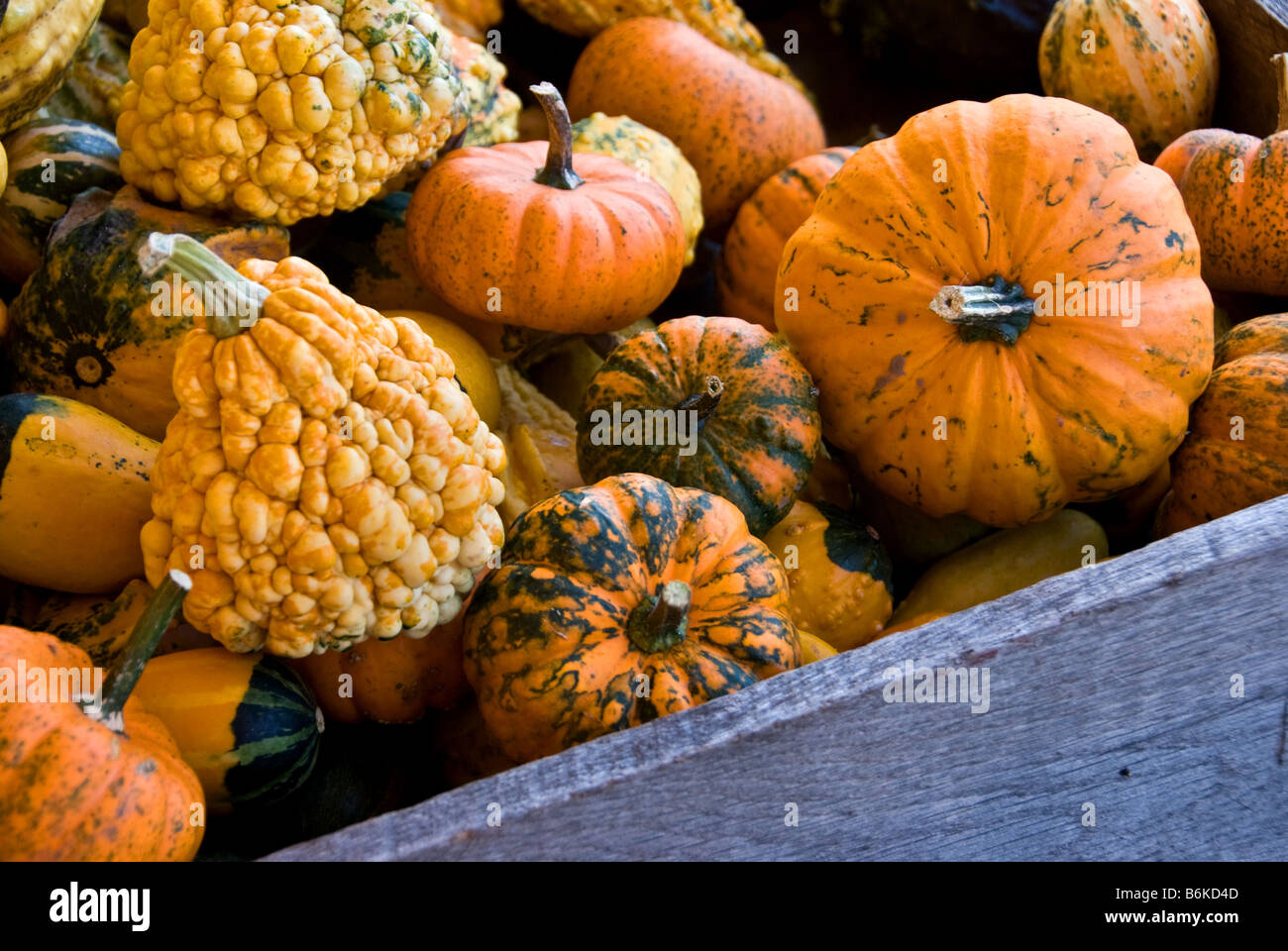 Fall squash in wooden crate Stock Photo - Alamy