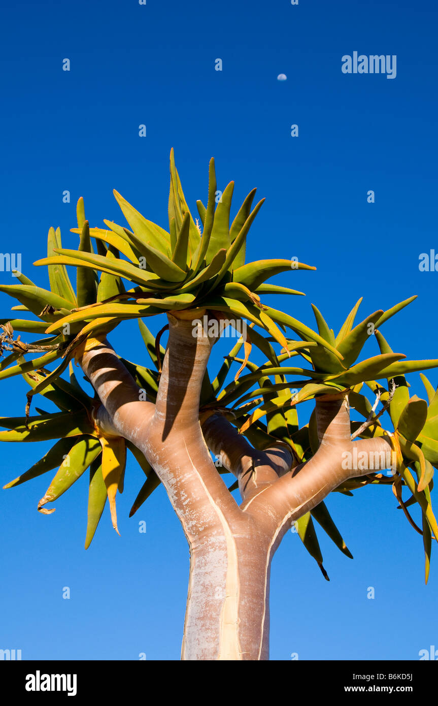 Quiver Trees, Member of the species Aloe Dichotoma, Young Trees,Moon ...
