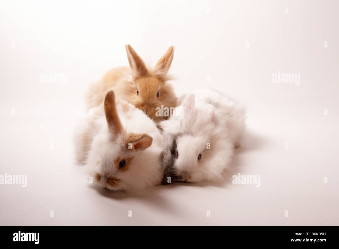 Group rabbits hi-res stock photography and images - Alamy