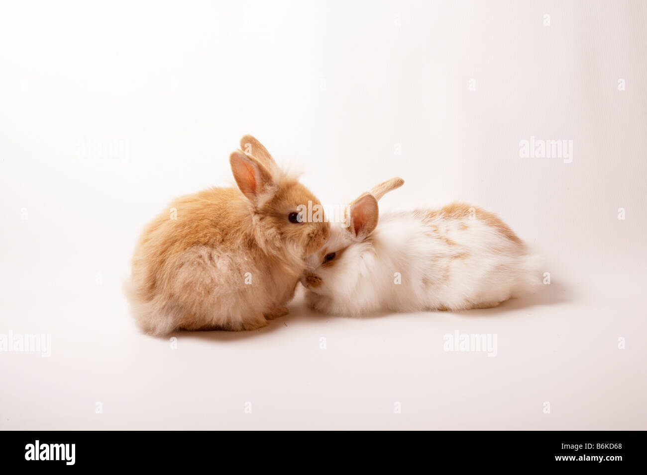 Two young lionhead rabbits on a white backdrop Stock Photo - Alamy