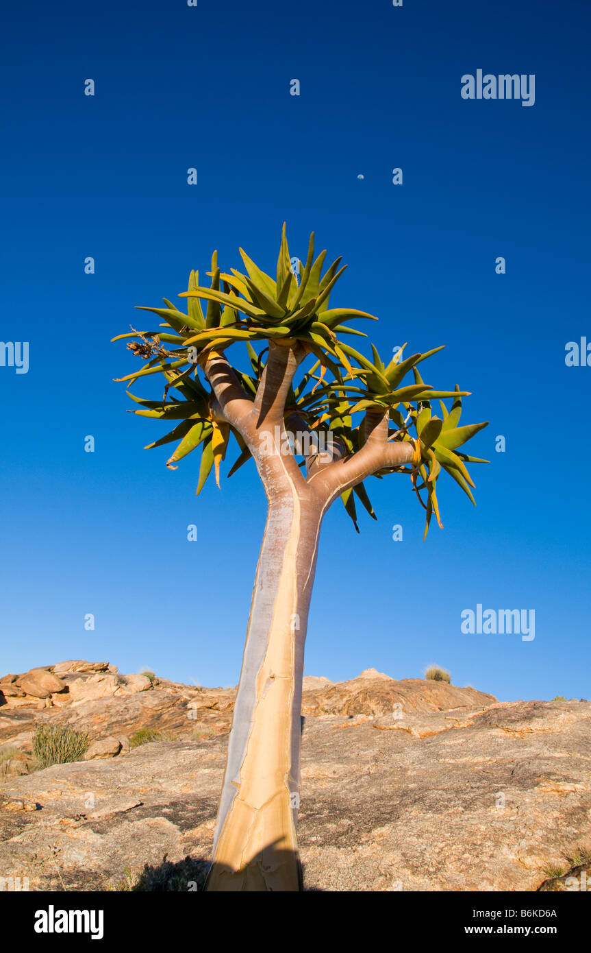 Quiver Trees, Member of the species Aloe Dichotoma, Young Trees, Klein ...