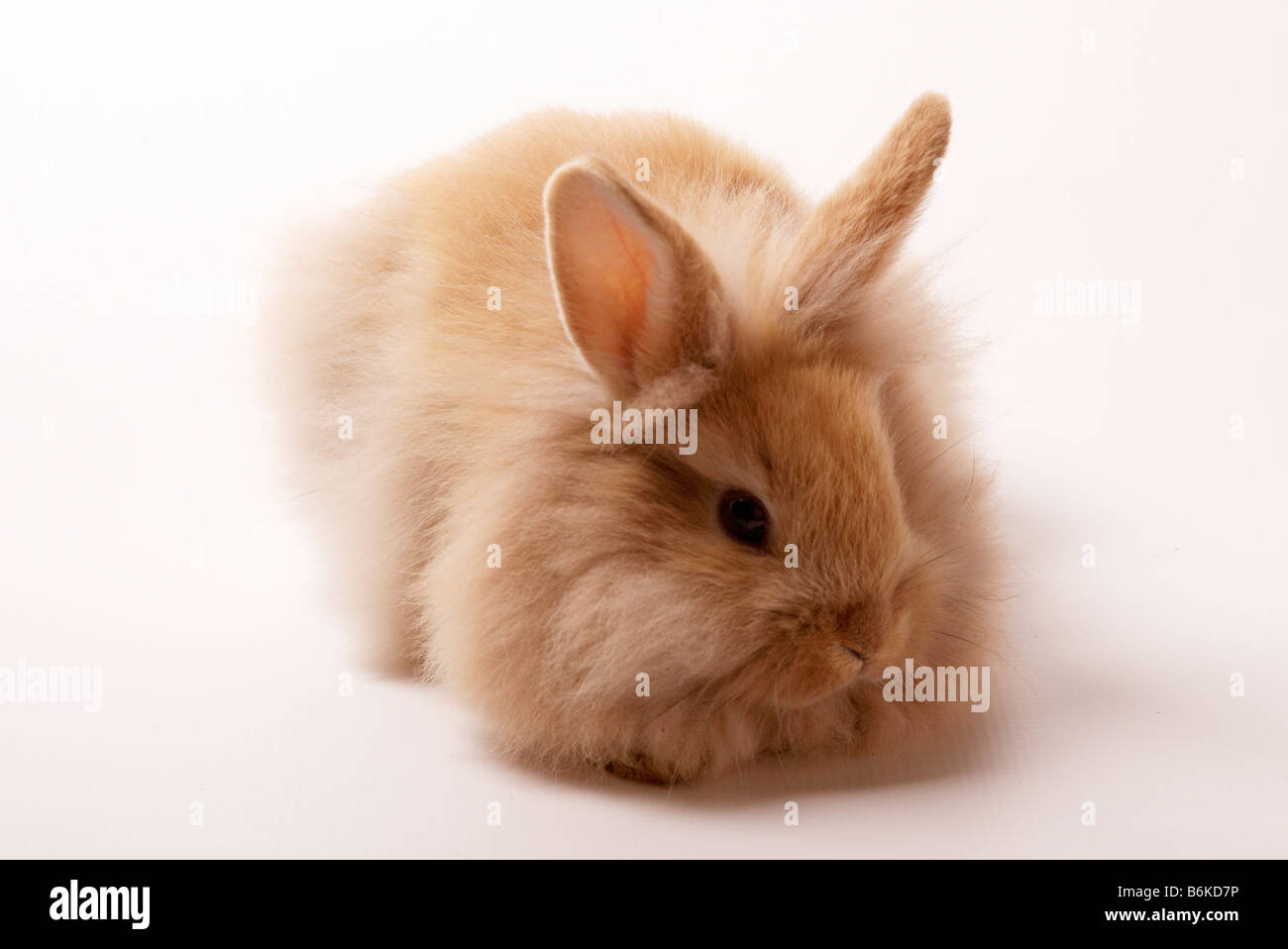 Lionhead rabbit hi-res stock photography and images - Alamy