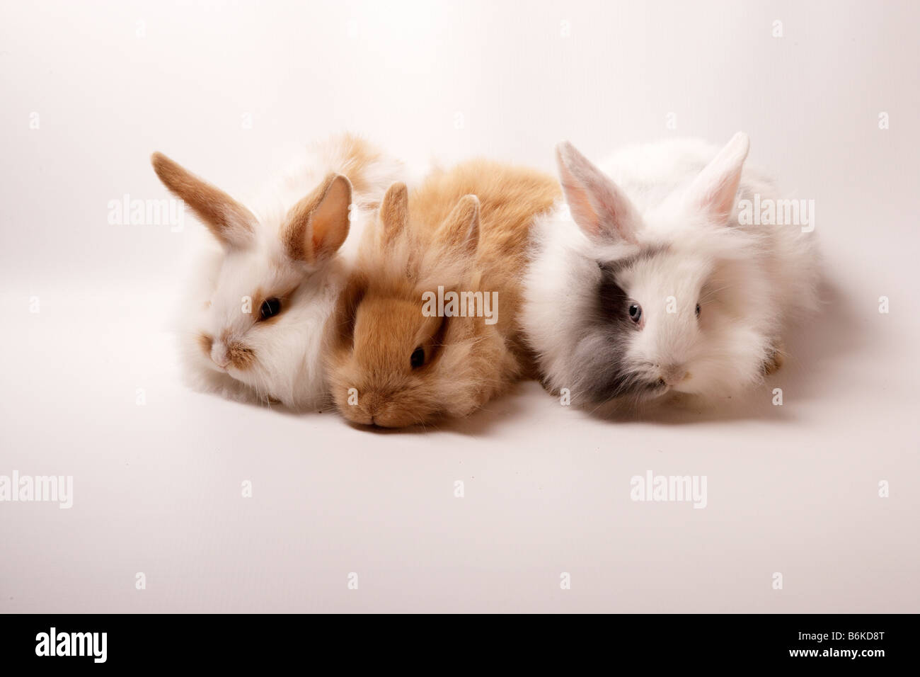 3 weeks old rabbits hi-res stock photography and images - Alamy