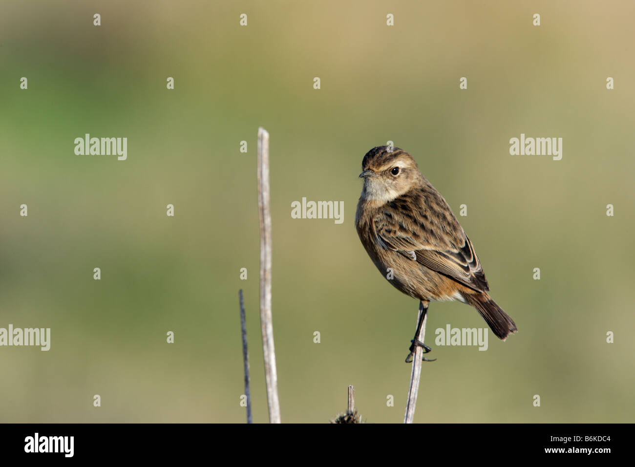 Stonechat winter hi-res stock photography and images - Alamy