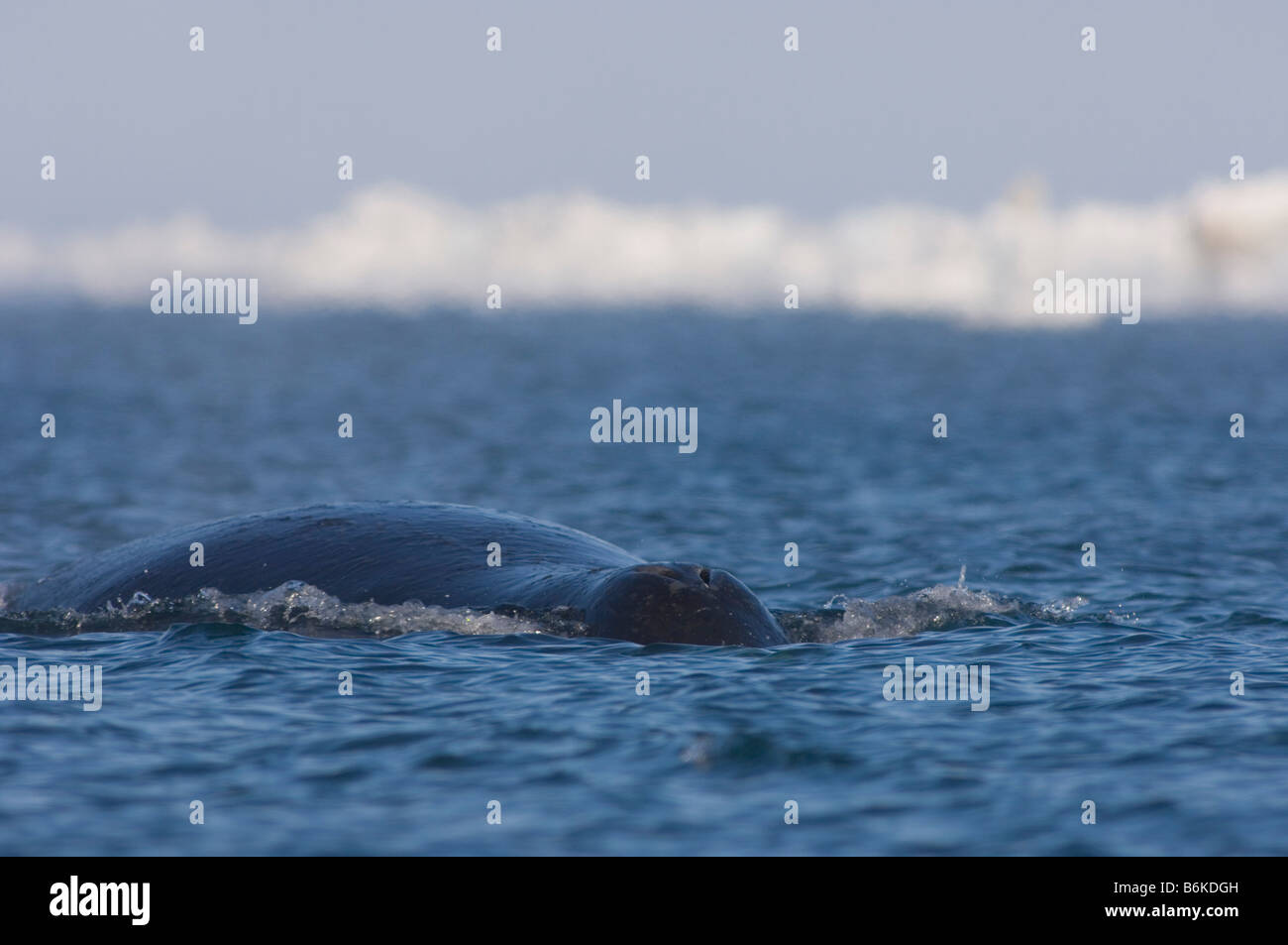 Bowhead whale Balaena mysticetus adult swims through an open lead in ...