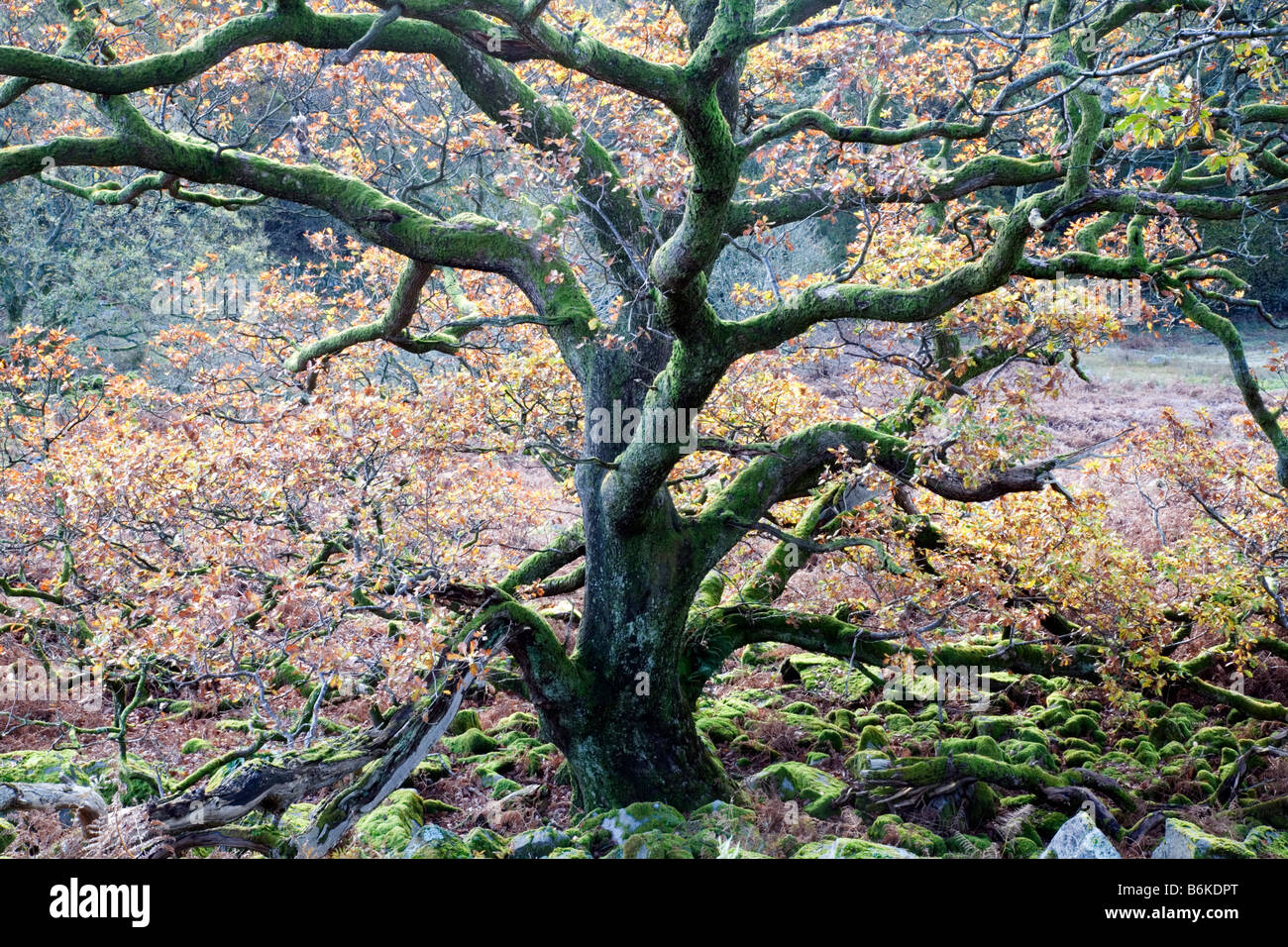 Autumn oak tree in Eskdale Cumbria Stock Photo - Alamy