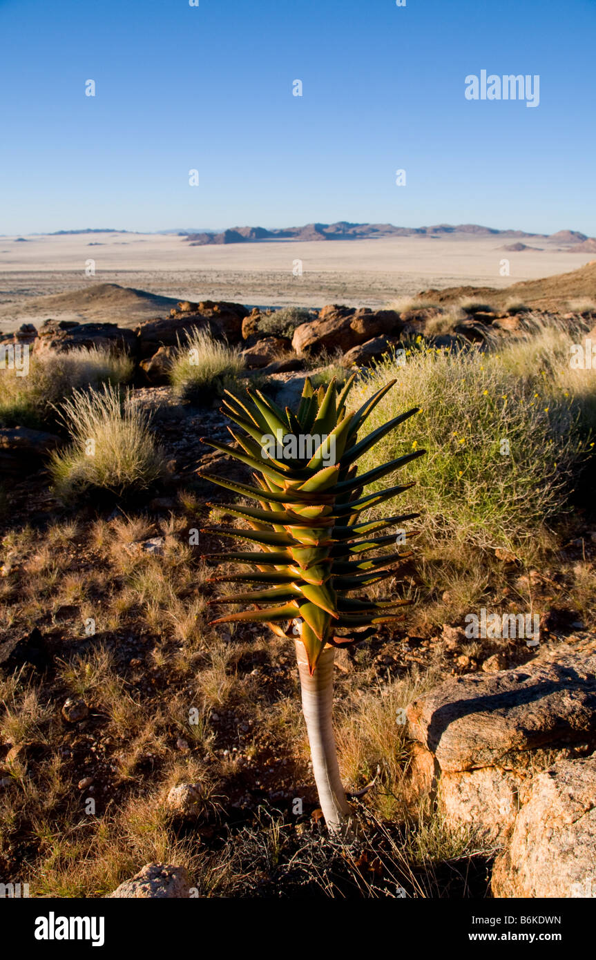 Quiver Trees, Member of the species Aloe Dichotoma, Young Trees, Klein ...