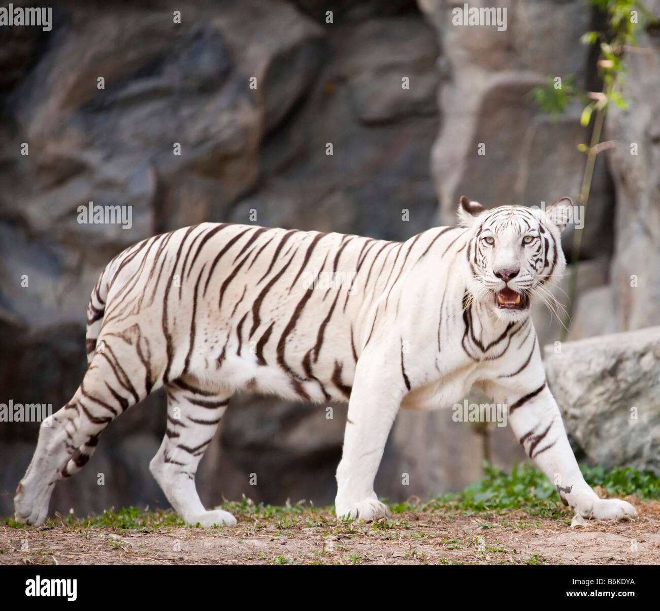 Animal White Tiger Stock Photo - Alamy