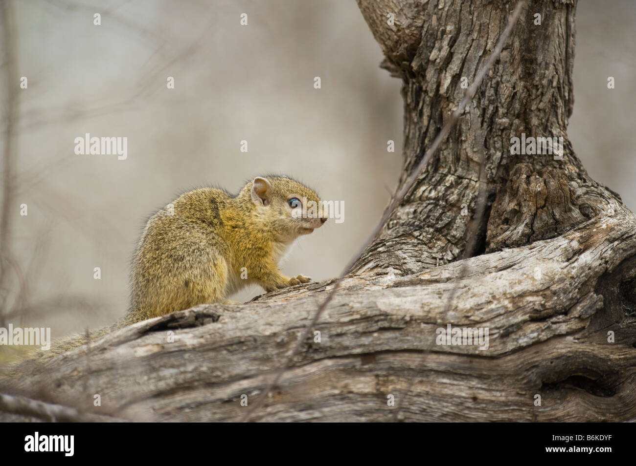 wildlife wild TREE SQUIRREL treesquirrel Paraxerus cepapi south-Africa ...