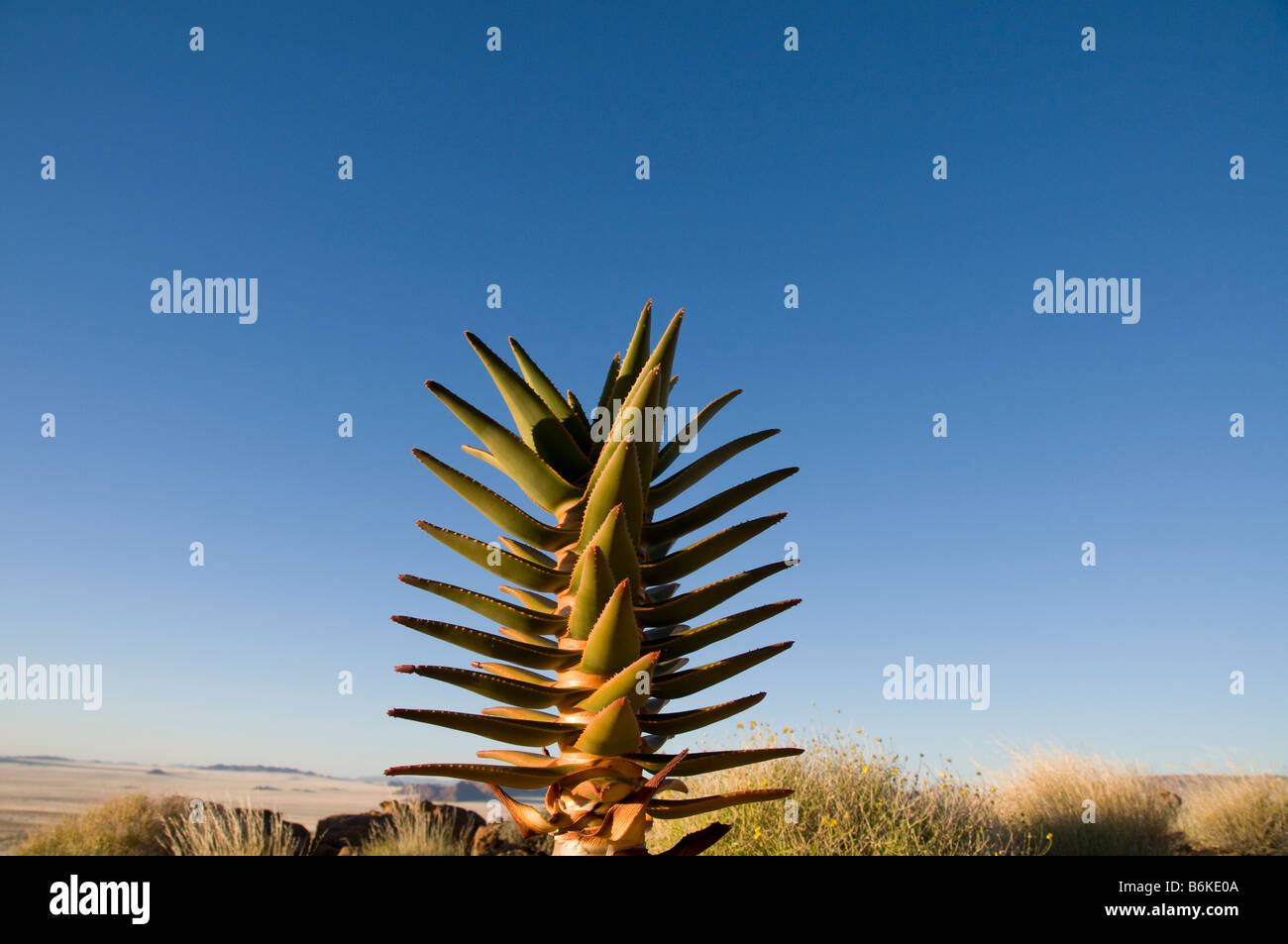 Quiver Trees, Member of the species Aloe Dichotoma, Young Trees, Klein ...