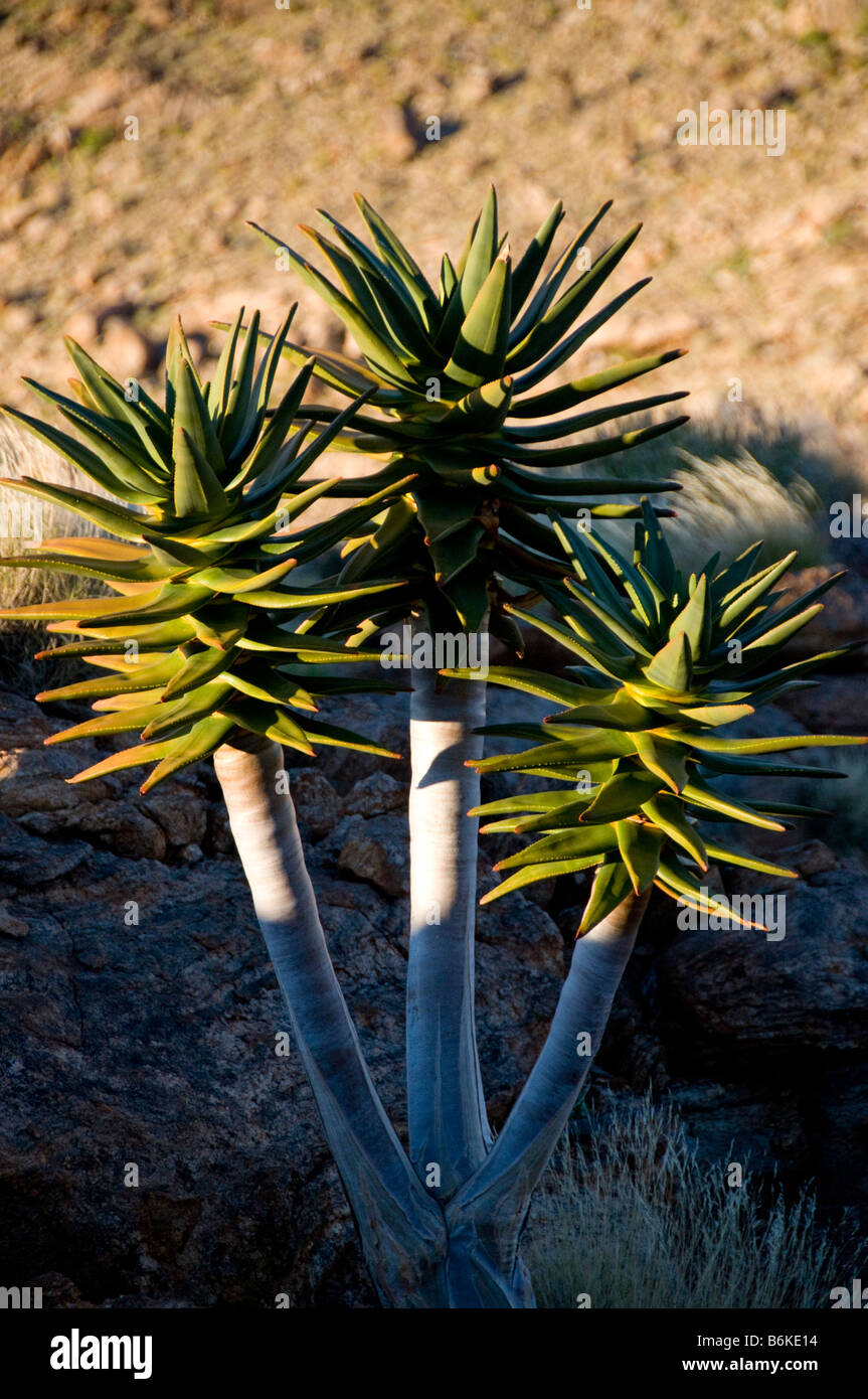 Quiver Trees, Member of the species Aloe Dichotoma, Young Trees, Klein ...