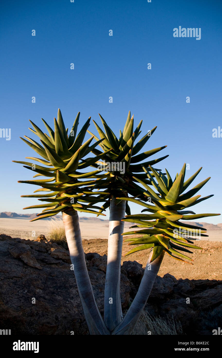 Quiver Trees, Member of the species Aloe Dichotoma, Young Trees, Klein ...