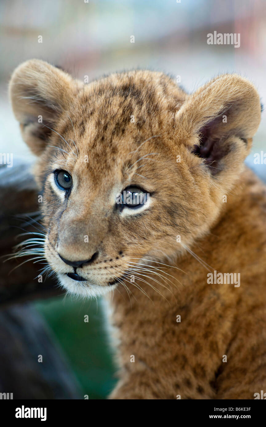 Baby lion hi-res stock photography and images - Alamy