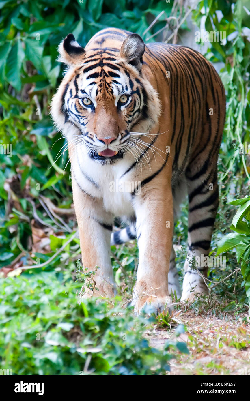 Animal sumatran tiger hi-res stock photography and images - Alamy
