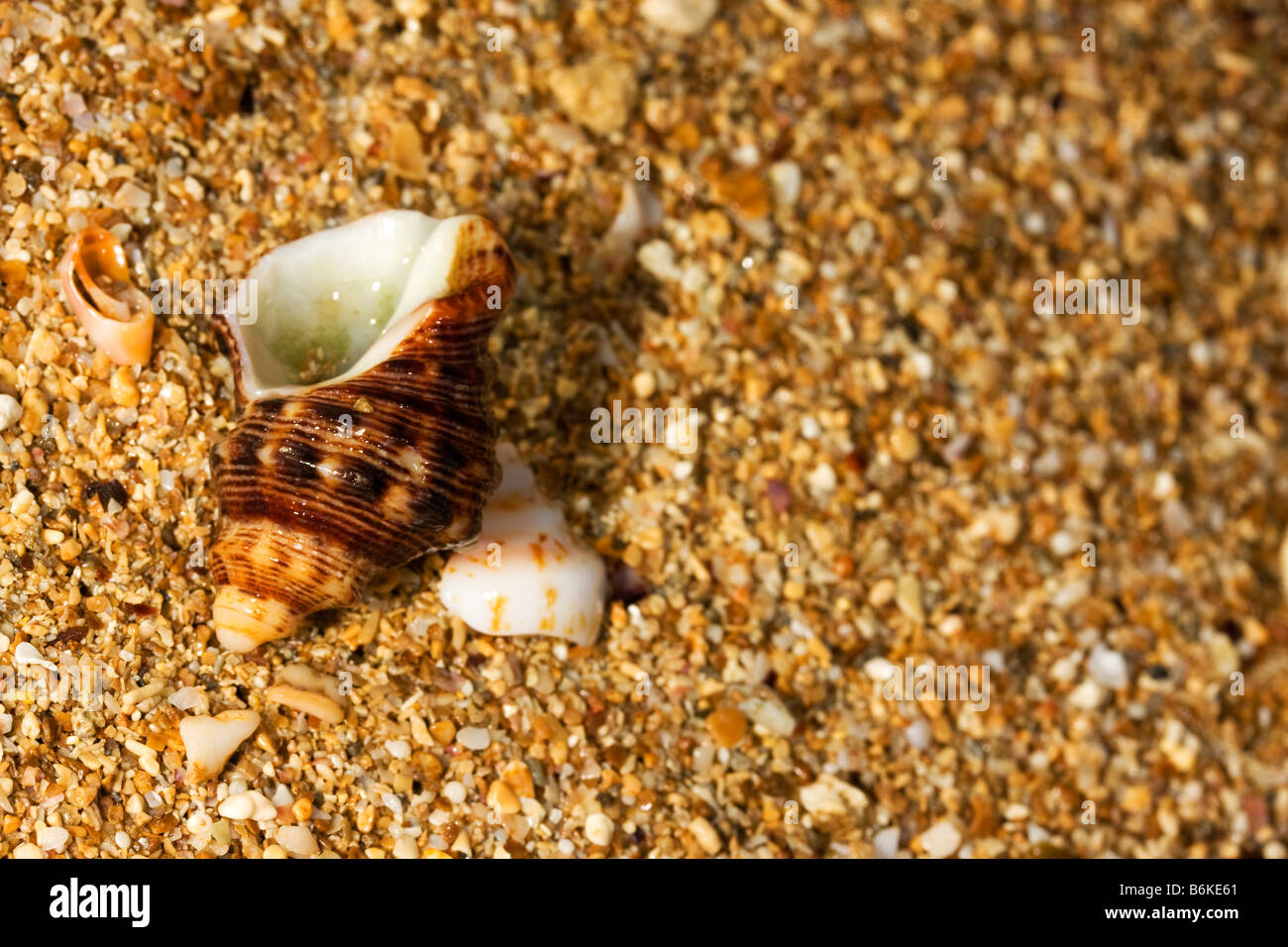elaborate exoskeleton shell on fragments of shells on the shore Stock ...