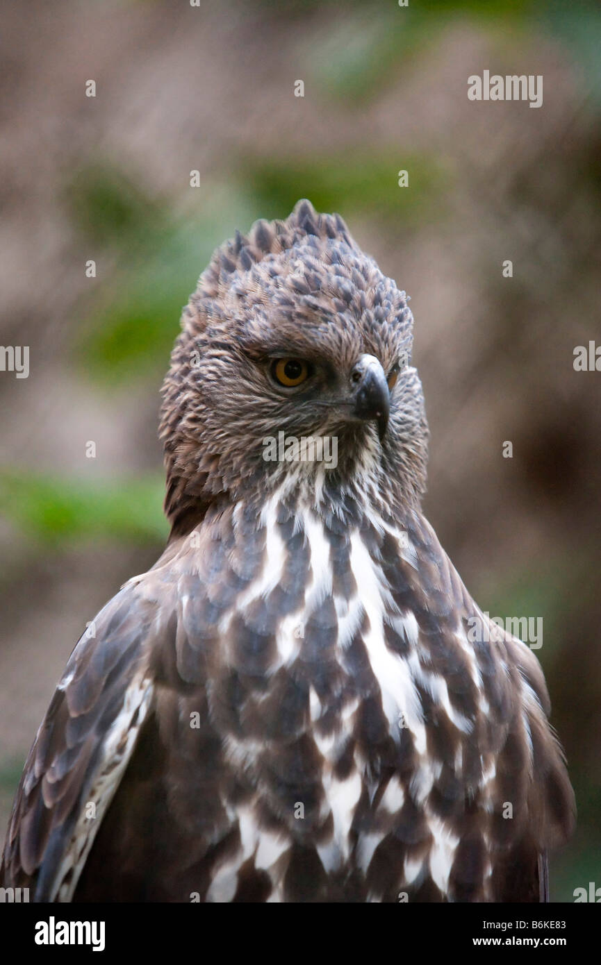 Animal Hawk Eagle Bird Stock Photo - Alamy