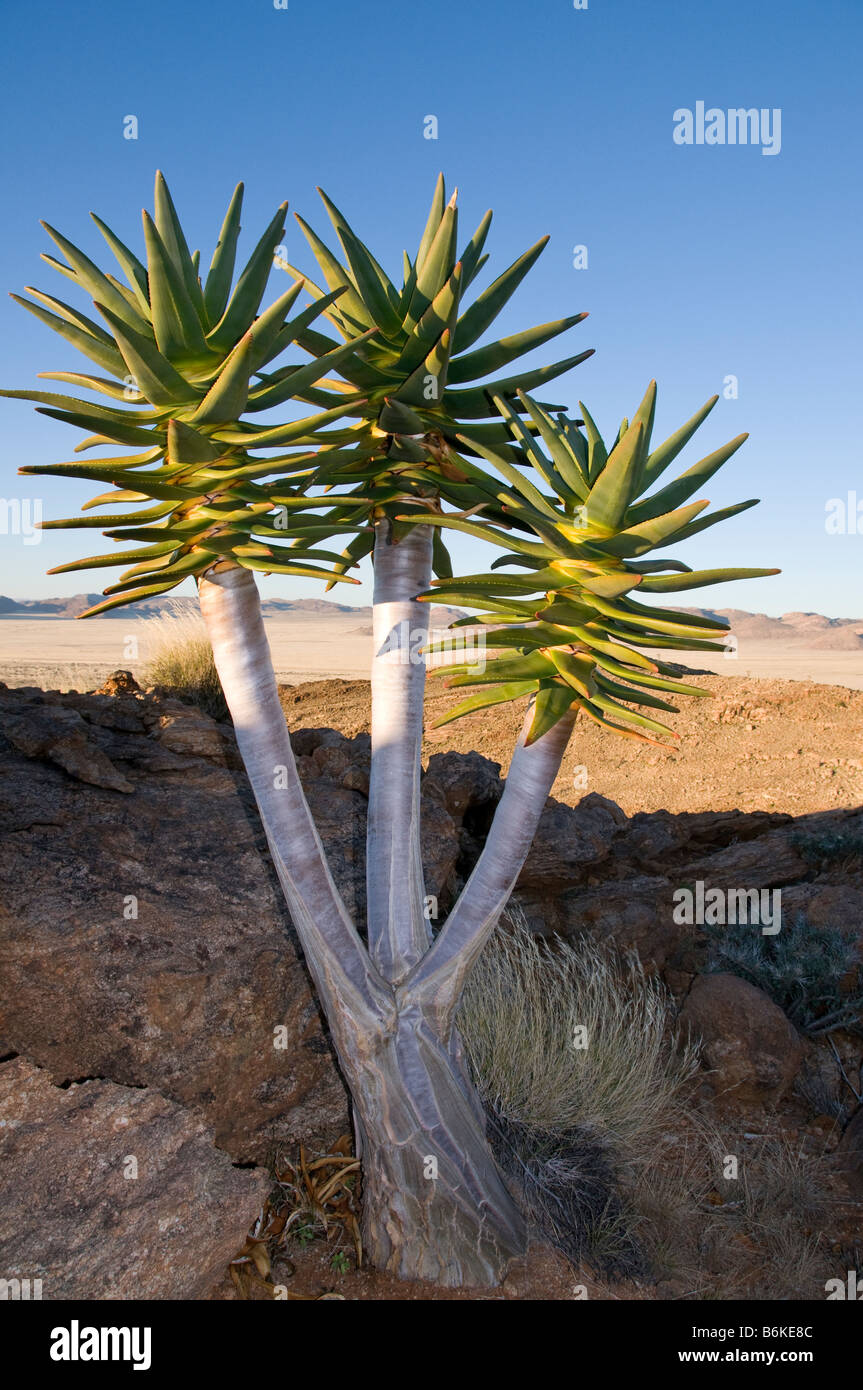 Quiver Trees, Member of the species Aloe Dichotoma, Young Trees, Klein ...