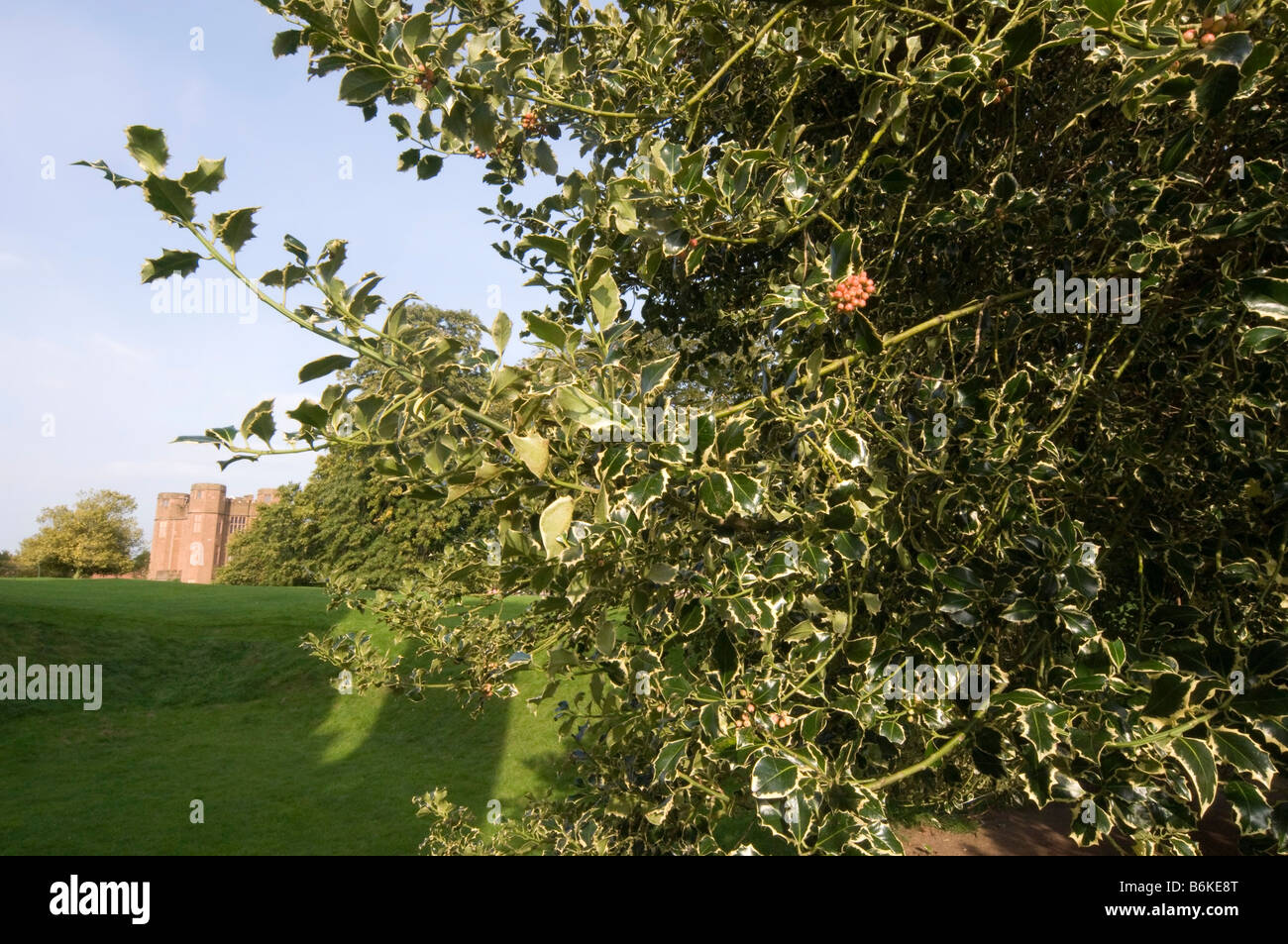 holly tree with berries Stock Photo - Alamy