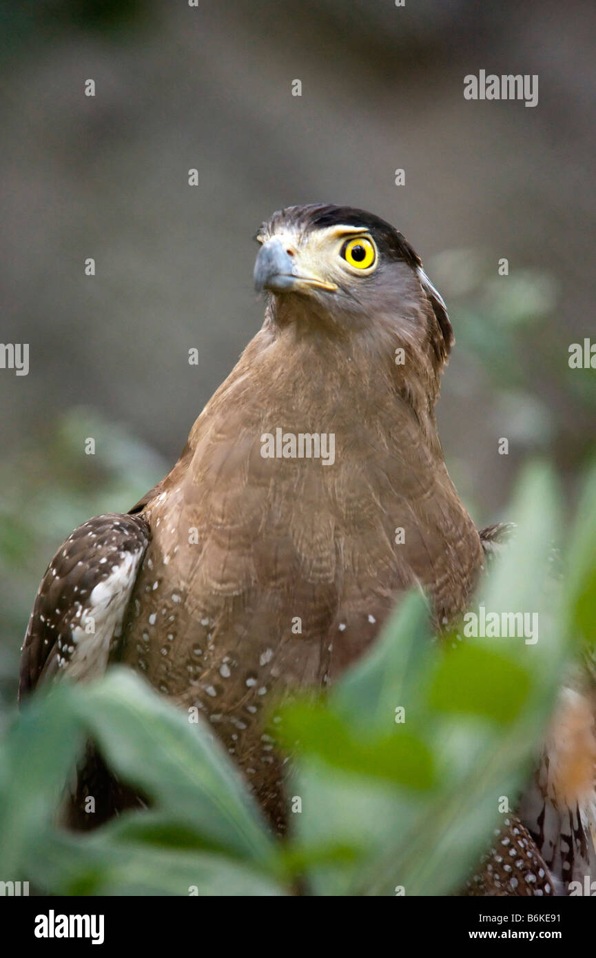 Animal Hawk Eagle Bird Stock Photo - Alamy