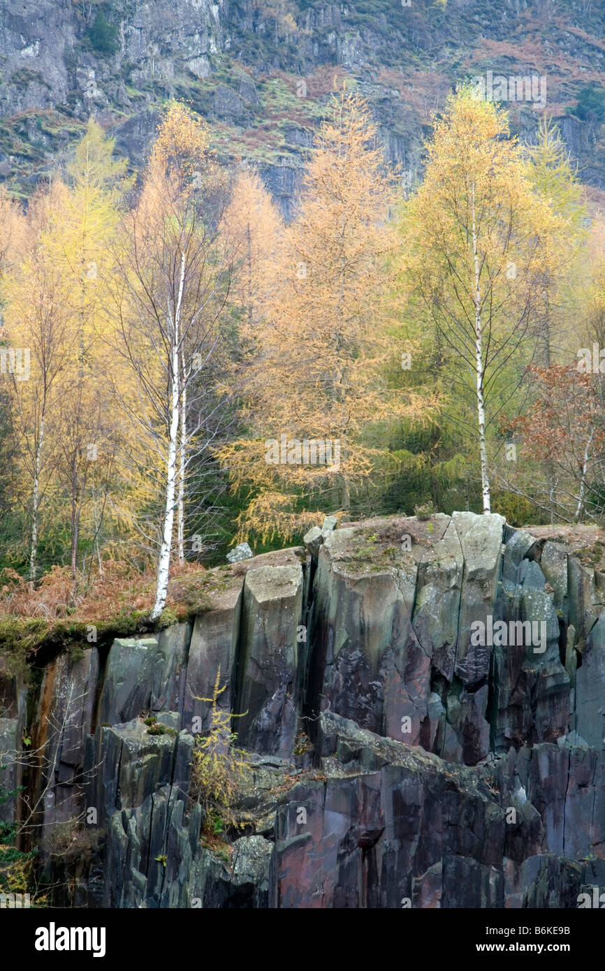 The fine autumn foliage of silver birch and larch contrast with the ...