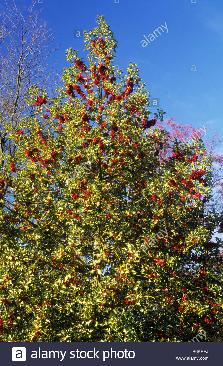 Variegated Ilex Aquifolium Red Berries Stock Photos & Variegated Ilex ...