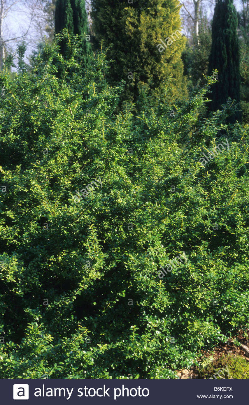 Japanese Holly Ilex Crenata Stock Photos & Japanese Holly Ilex Crenata ...