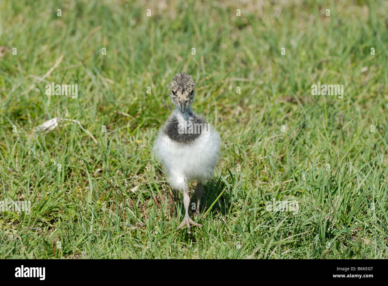 Juvenile lapwing hi-res stock photography and images - Alamy