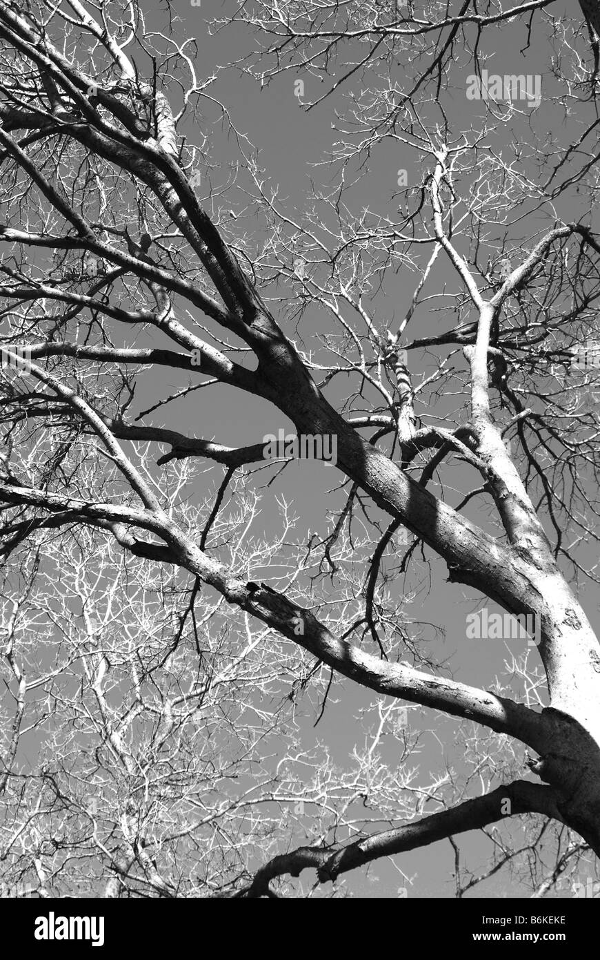 Black and white image of tree branches in autumn or fall Stock Photo ...