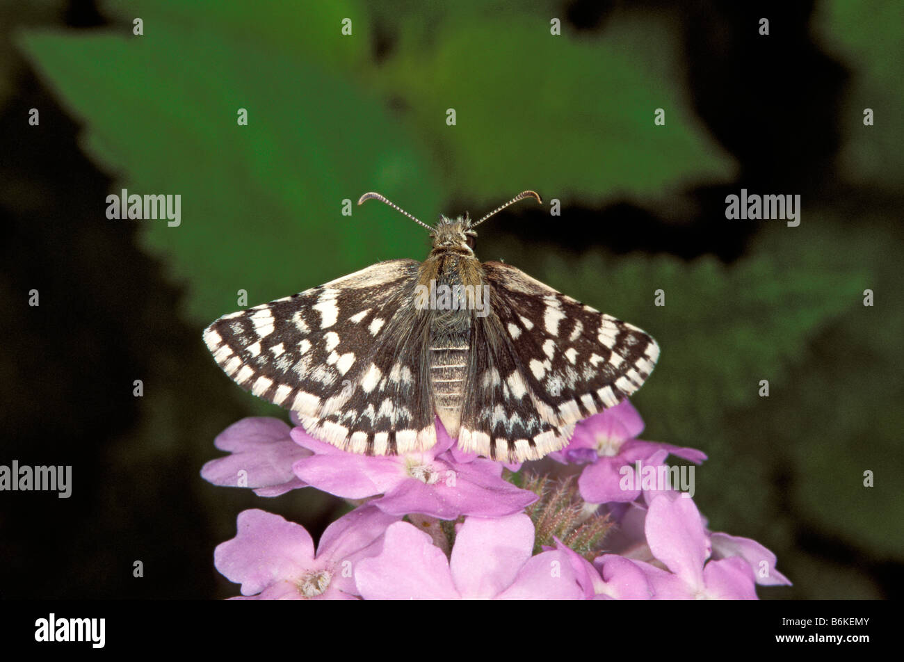 Small checkered skipper hi-res stock photography and images - Alamy