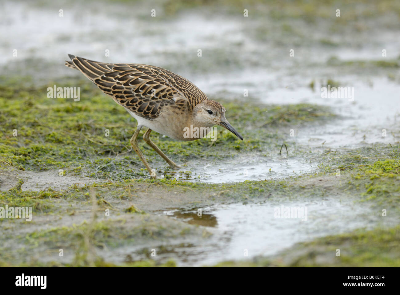Juvenile ruff philomachus pugnax hi-res stock photography and images ...