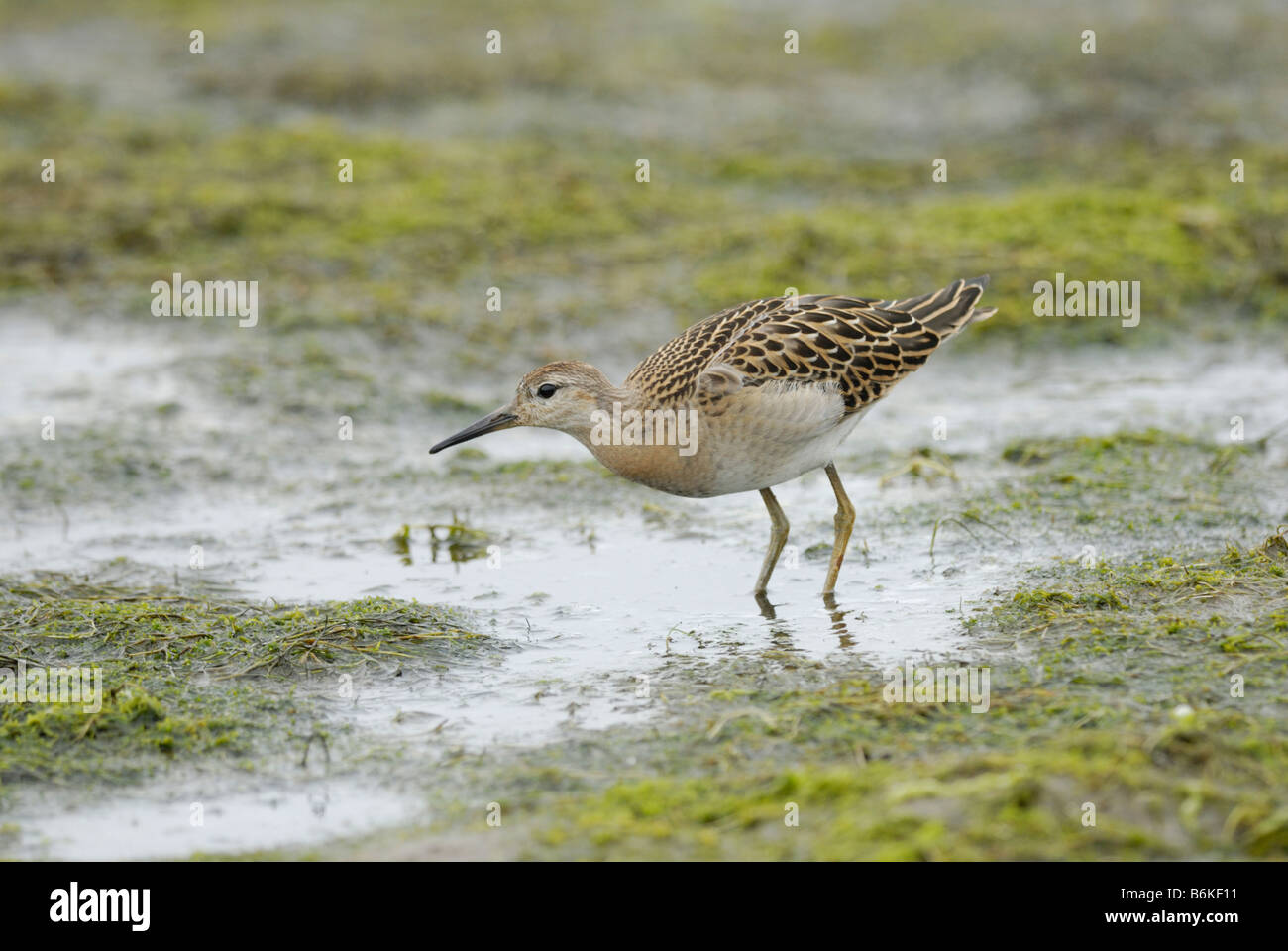 Juvenile Ruff (Philomachus pugnax Stock Photo - Alamy