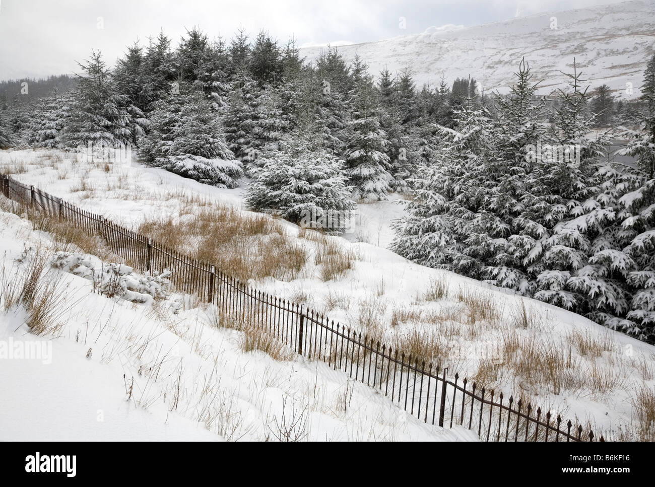 Snow laden pine trees at Beacons Reservoir Stock Photo - Alamy