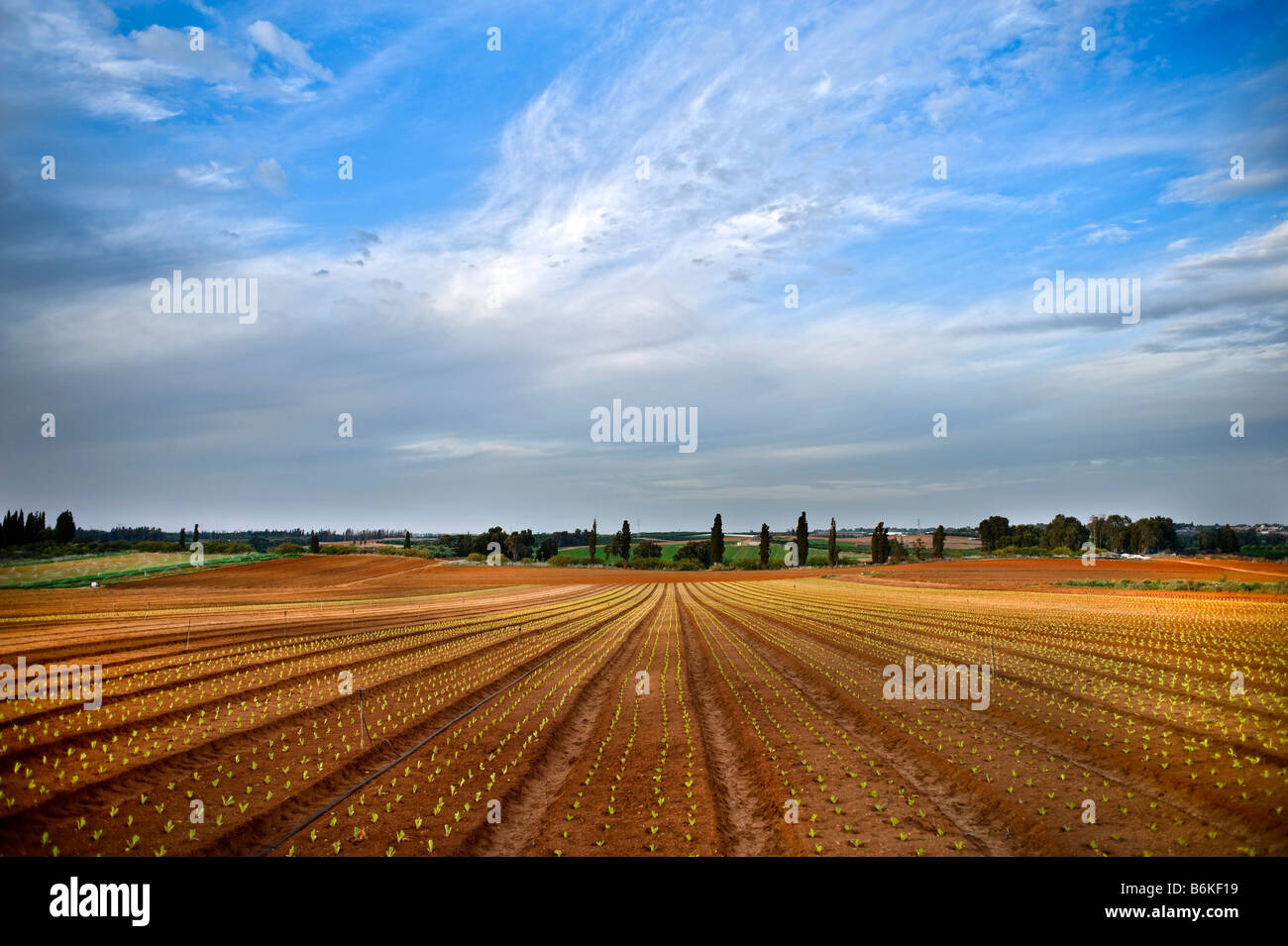 lettuce field in the Sharon region Israel Stock Photo - Alamy