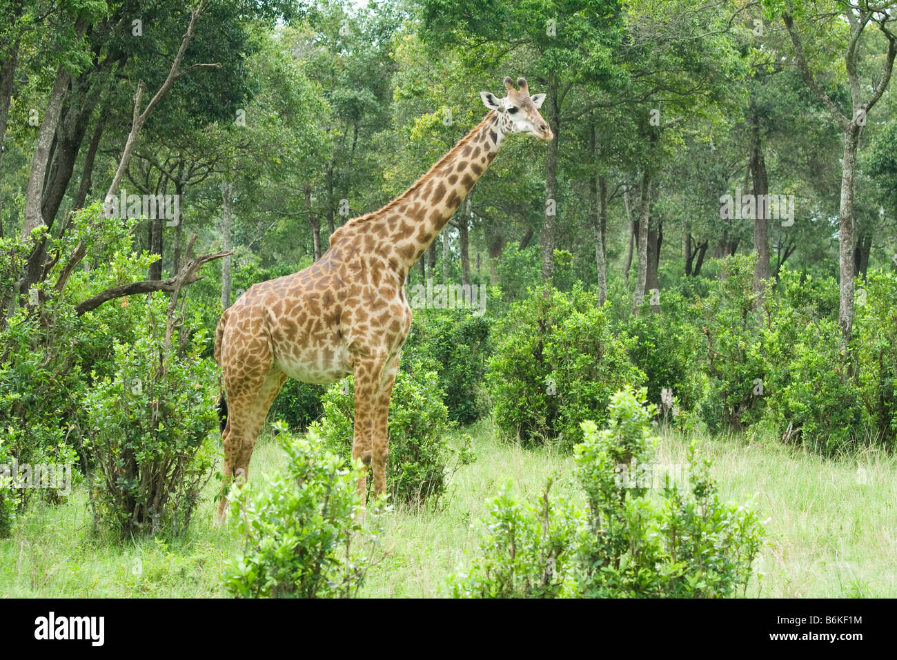 Giraffe in the forest Stock Photo - Alamy