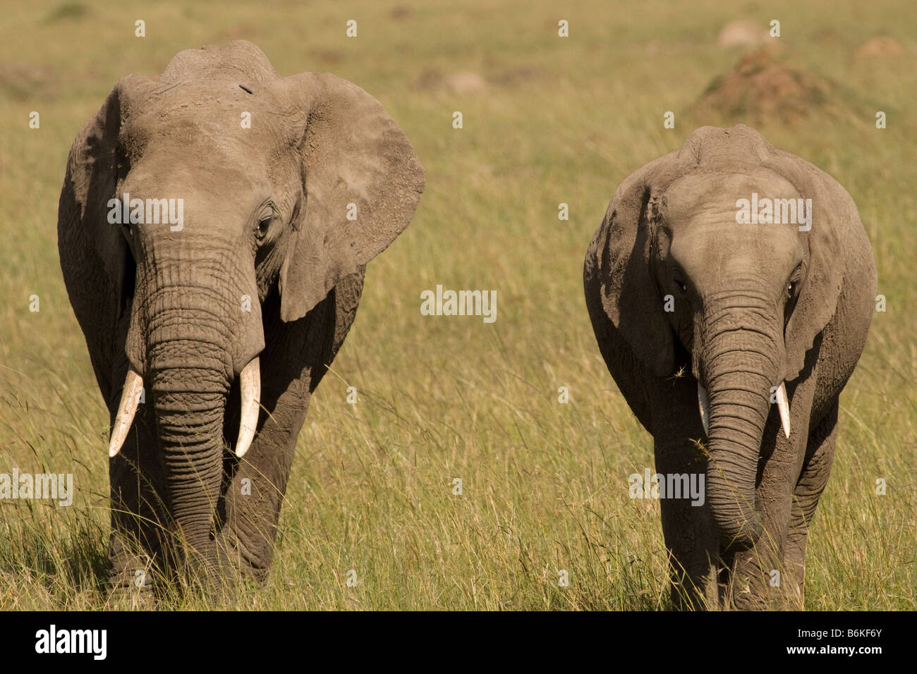 Two elephants walking hi-res stock photography and images - Alamy